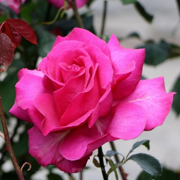 Roze - theehybriden - sterk geurende roos - Rosa Parole ® - Rozenstruik ...