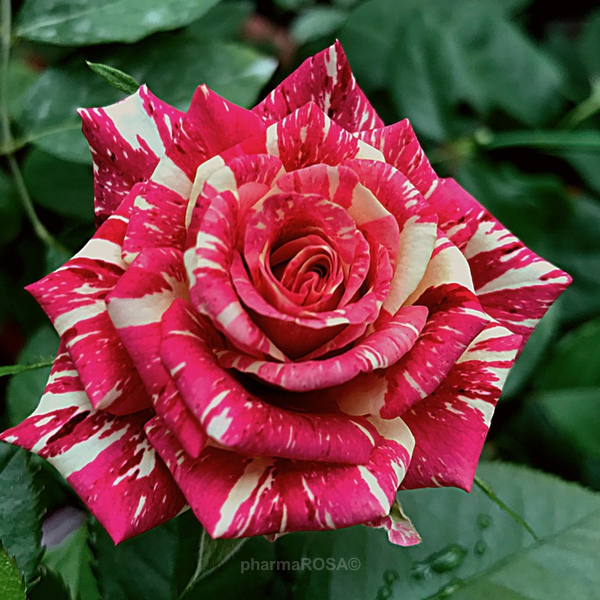 Rood - Wit - floribunda roos - - - Rosa Abracadabra ® - Rozenstruik ...