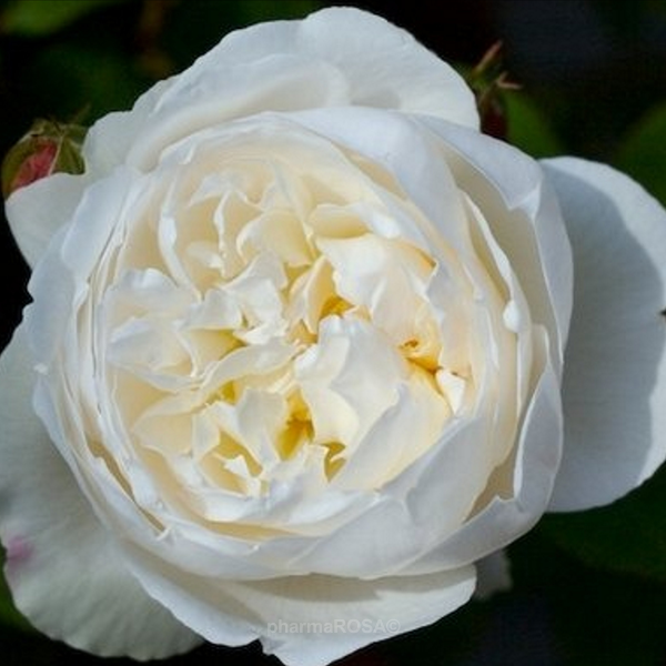 Wit - engelse roos - zacht geurende roos - Rosa White Mary Rose ...