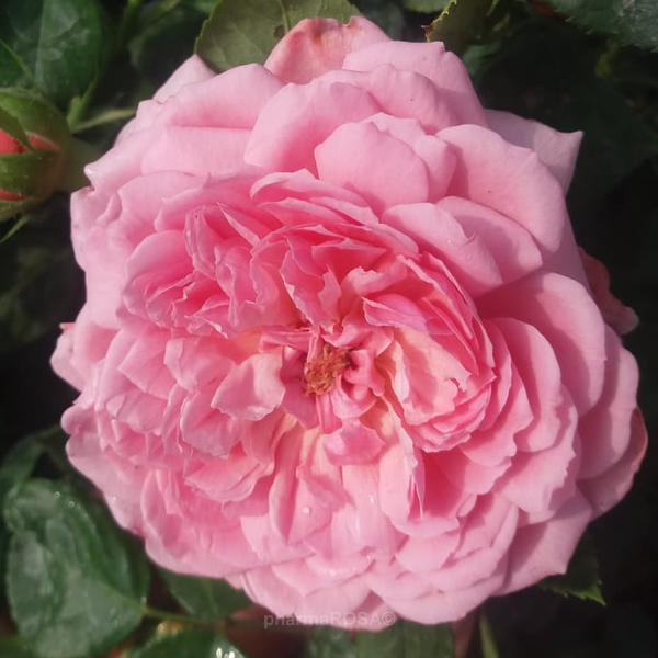Roze - floribunda roos - zacht geurende roos - Rosa Fluffy Ruffles ...
