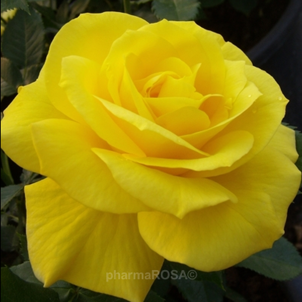 Geel - floribunda roos - zacht geurende roos - Rosa Friesia ...